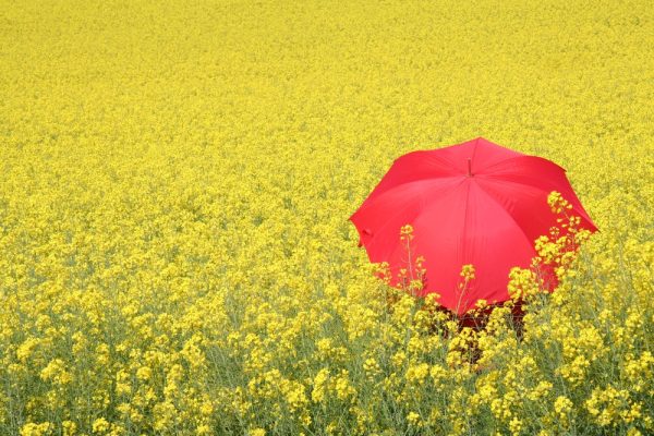 What Is the meaning of Contrast in Photography? - DSLRad.com