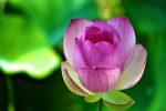 What does boca mean in photography (AKA Bokeh)? - DSLRad.com