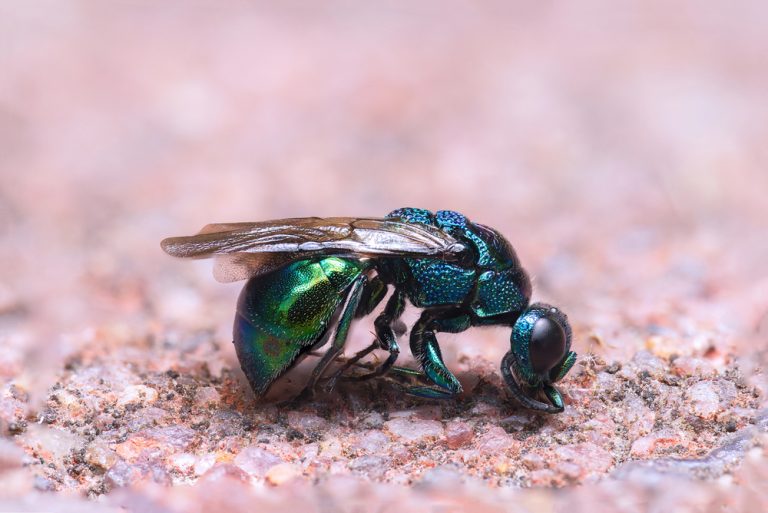 Does Canon R6 Mark II Have Focus Stacking? - DSLRad.com